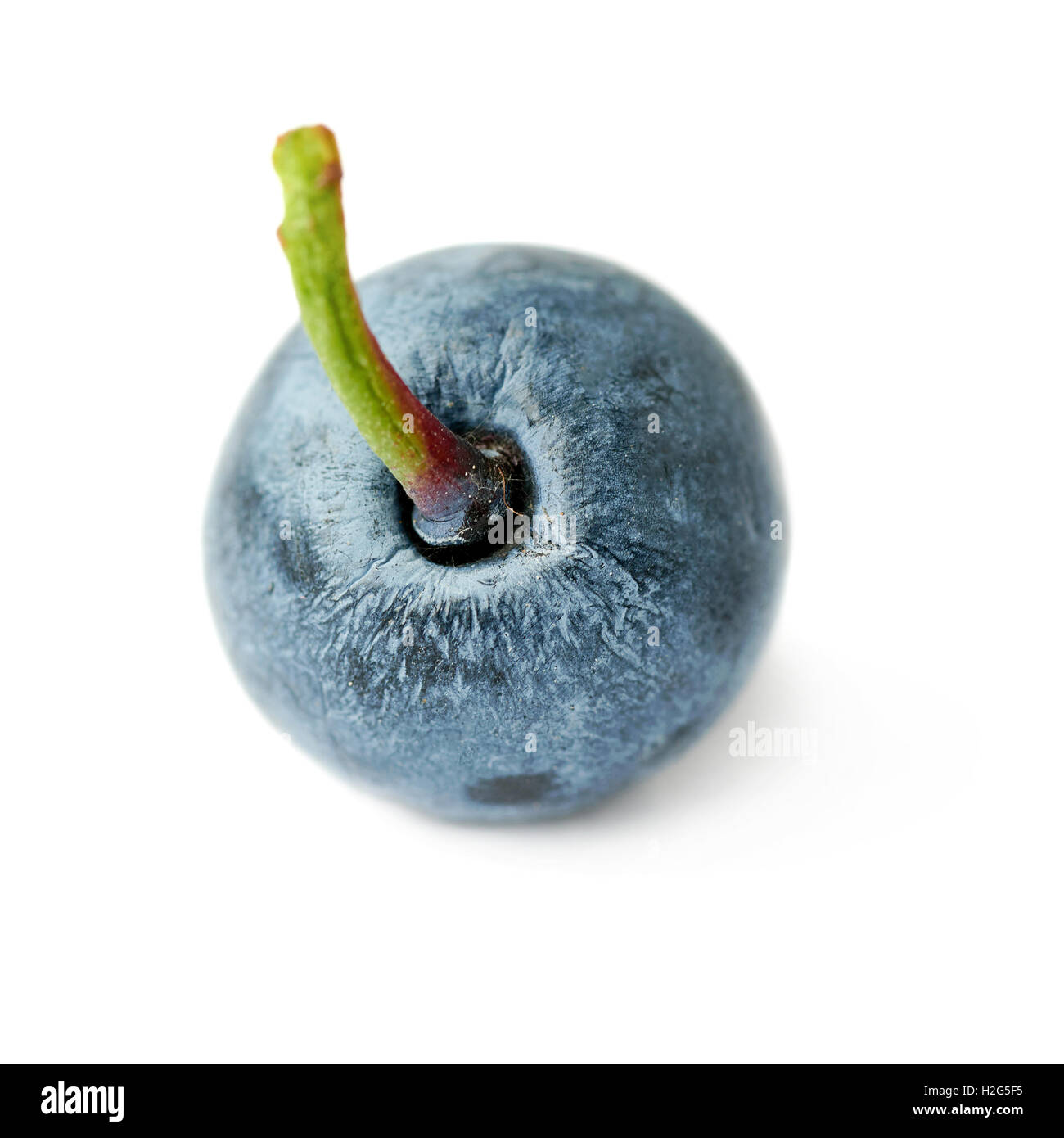 Single berry of Bilberry or blueberry over isolated white background ...