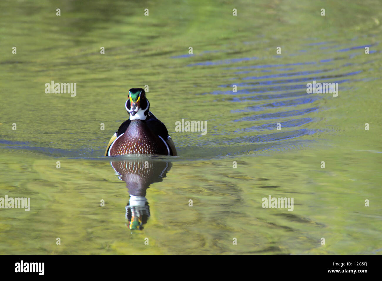Wood Duck Drake Stock Photo - Alamy
