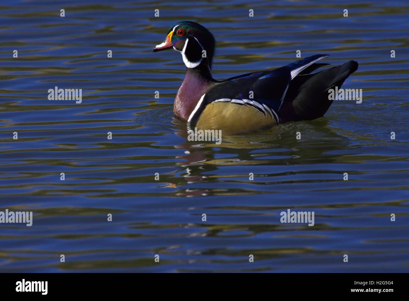 Wood Duck Drake Stock Photo - Alamy