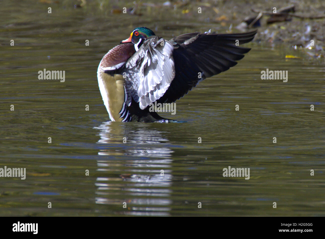 wood duck drake courtship display Stock Photo - Alamy