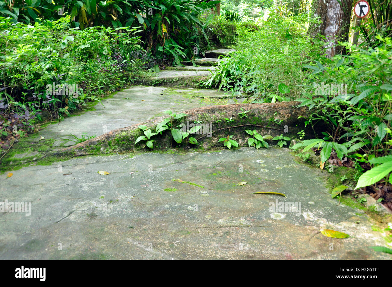 Pathway with tree roots as steps Stock Photo - Alamy