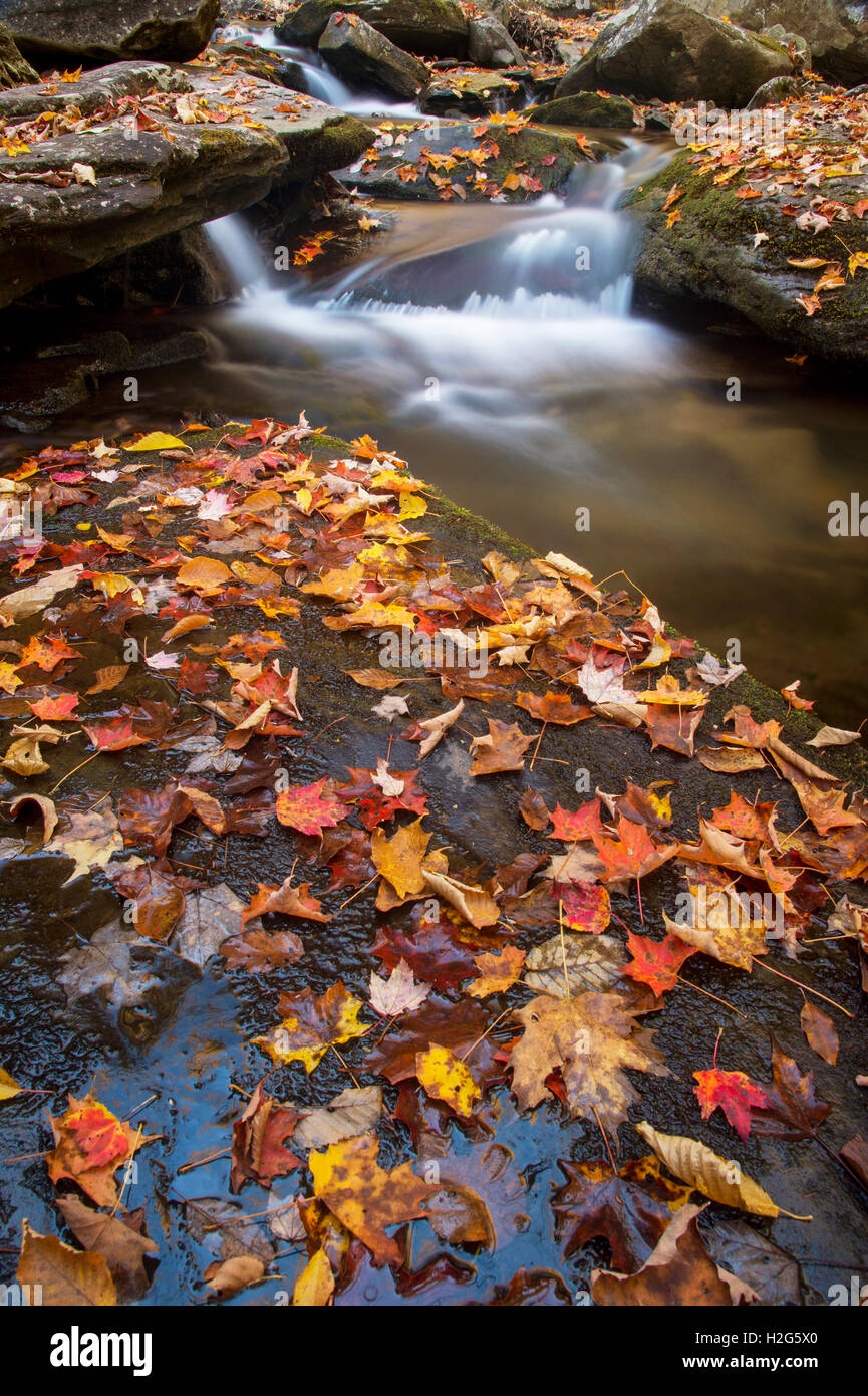 A small waterfall surrounded by bright fall colors Stock Photo - Alamy