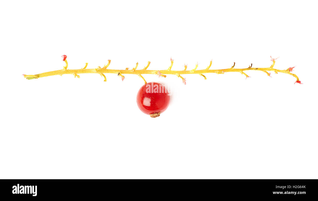 Single berry of Red Currant on branch isolated over white background ...