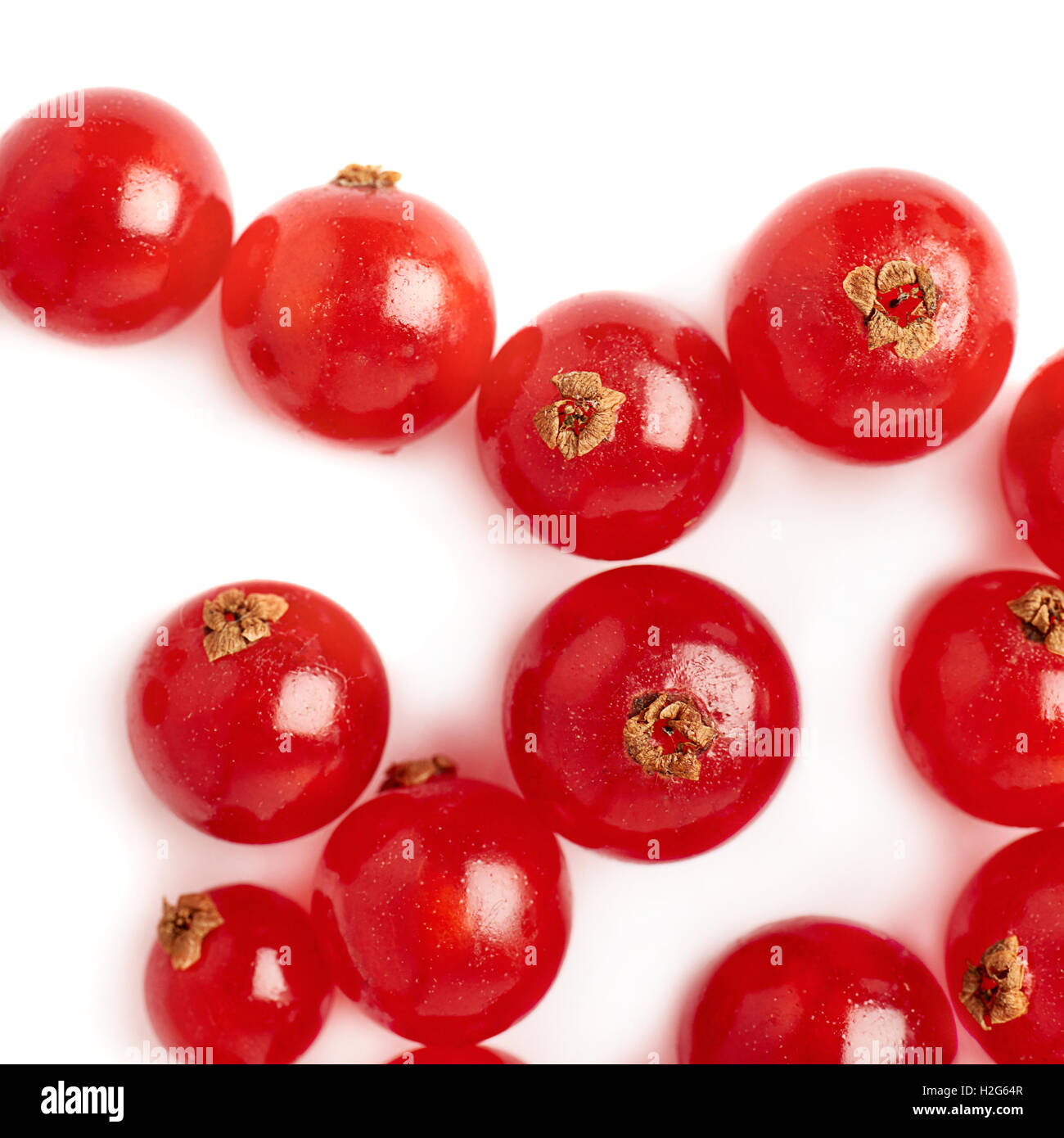 Red Currant isolated over white background Stock Photo - Alamy
