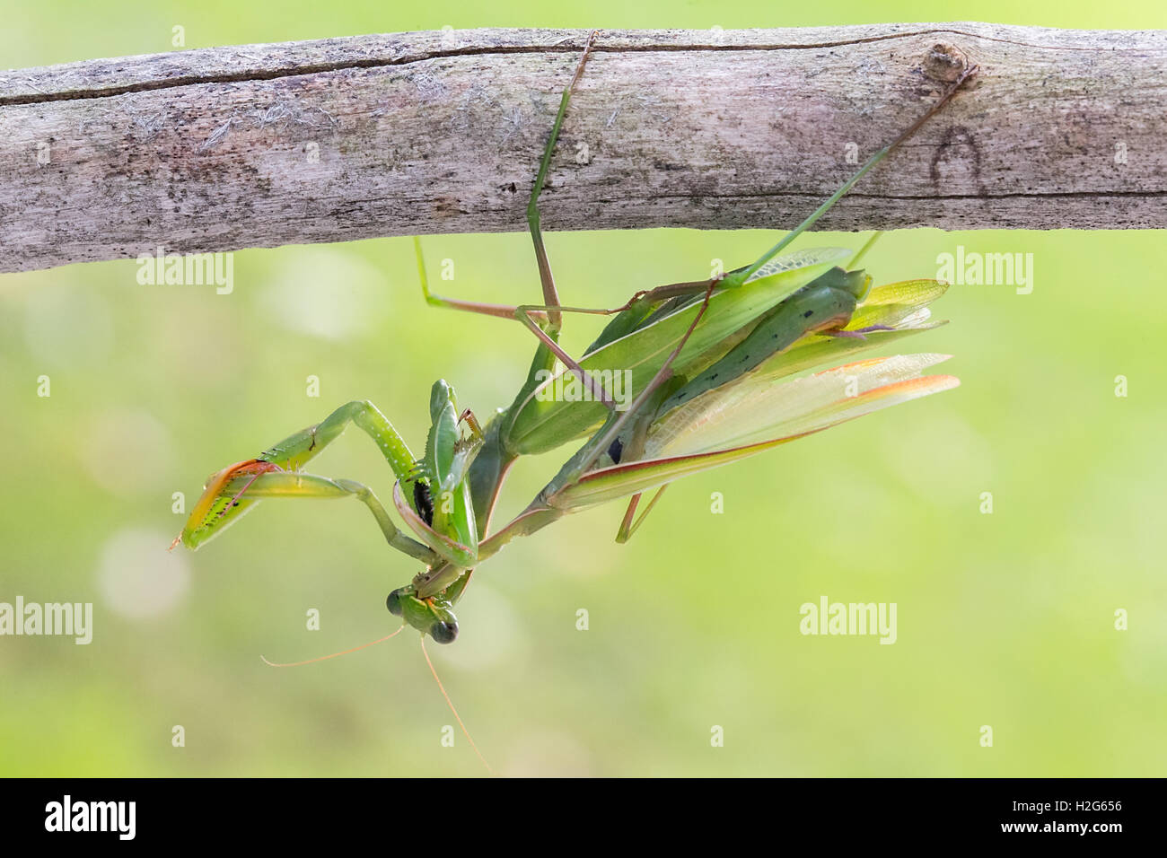Praying mantis - female and male Stock Photo - Alamy