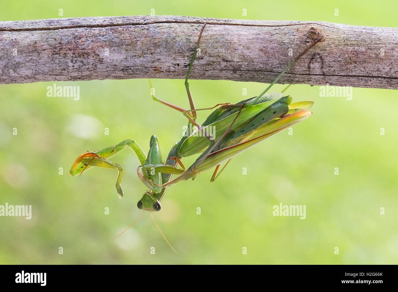 Praying mantis - female and male Stock Photo - Alamy