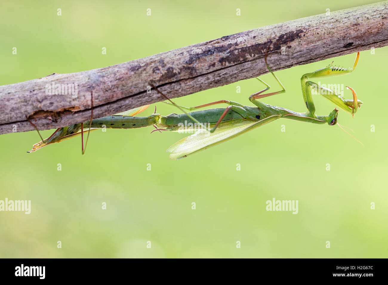 Praying mantis - female and male Stock Photo - Alamy