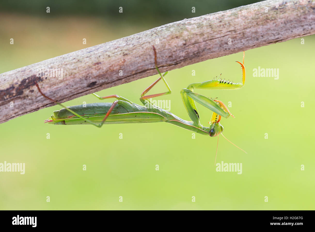 Close up praying mantis hunting hi-res stock photography and images - Alamy