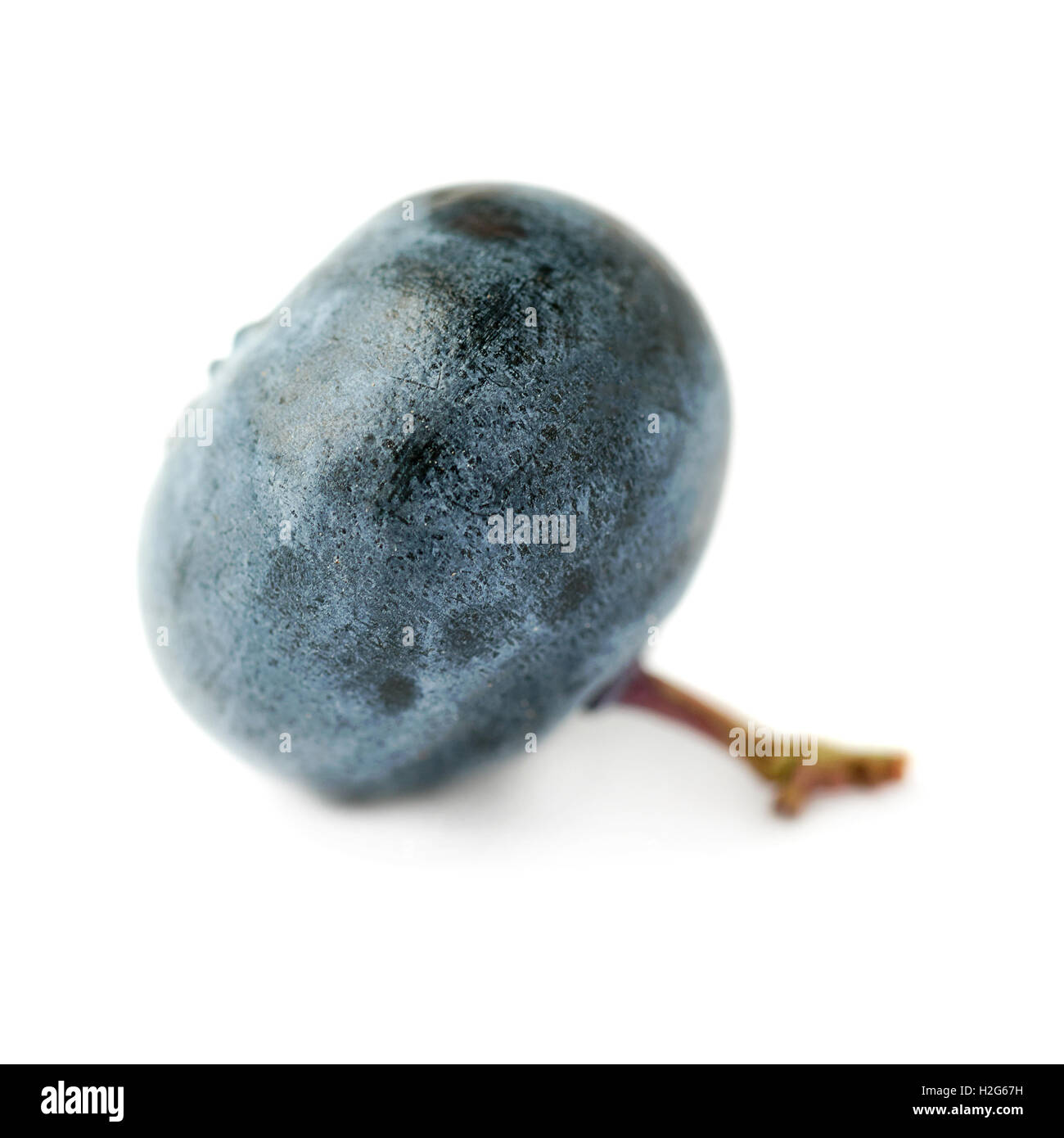 Single berry of Bilberry or blueberry over isolated white background ...