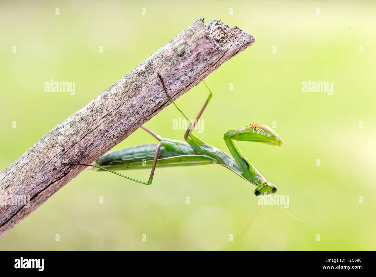 Praying mantis side close hi-res stock photography and images - Alamy
