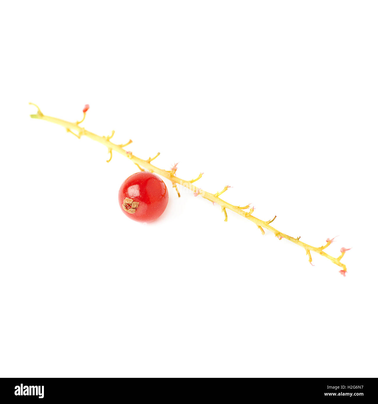 Single berry of Red Currant on branch isolated over white background ...