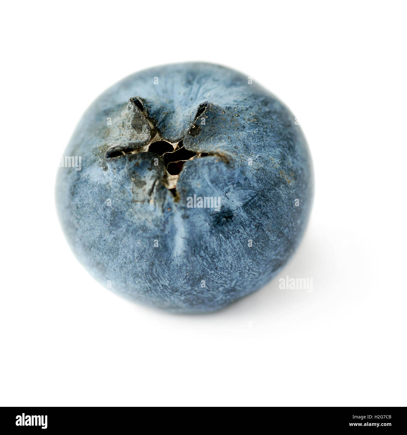 Single berry of Bilberry or blueberry over isolated white background ...