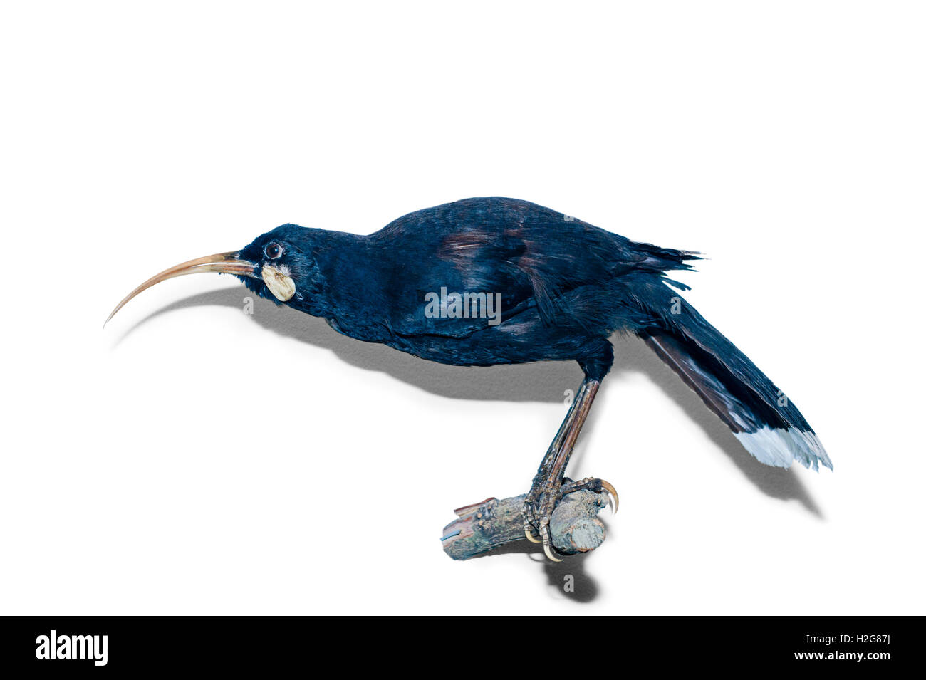 Huia Heteralocha acutirostris North Island New Zealand now extinct ...