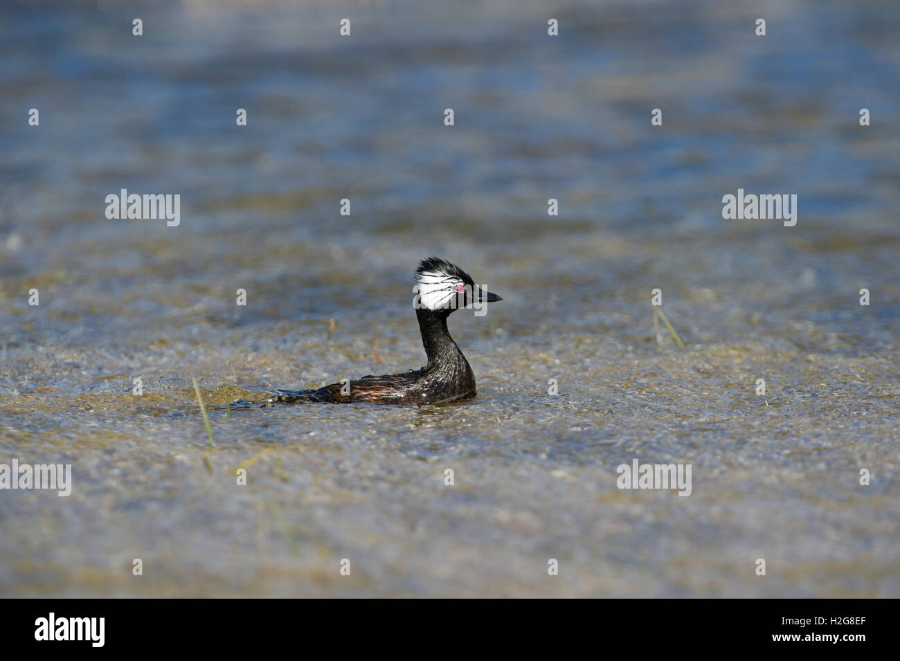 White-tufted Grebe Rollandia rolland Torres del Paine Patagonia Chile ...