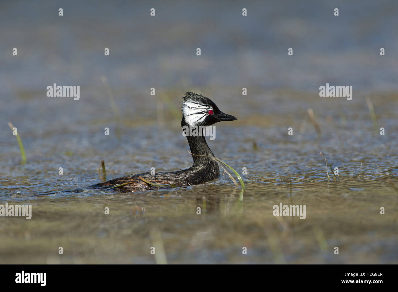 White-tufted Grebe Rollandia rolland Torres del Paine Patagonia Chile ...