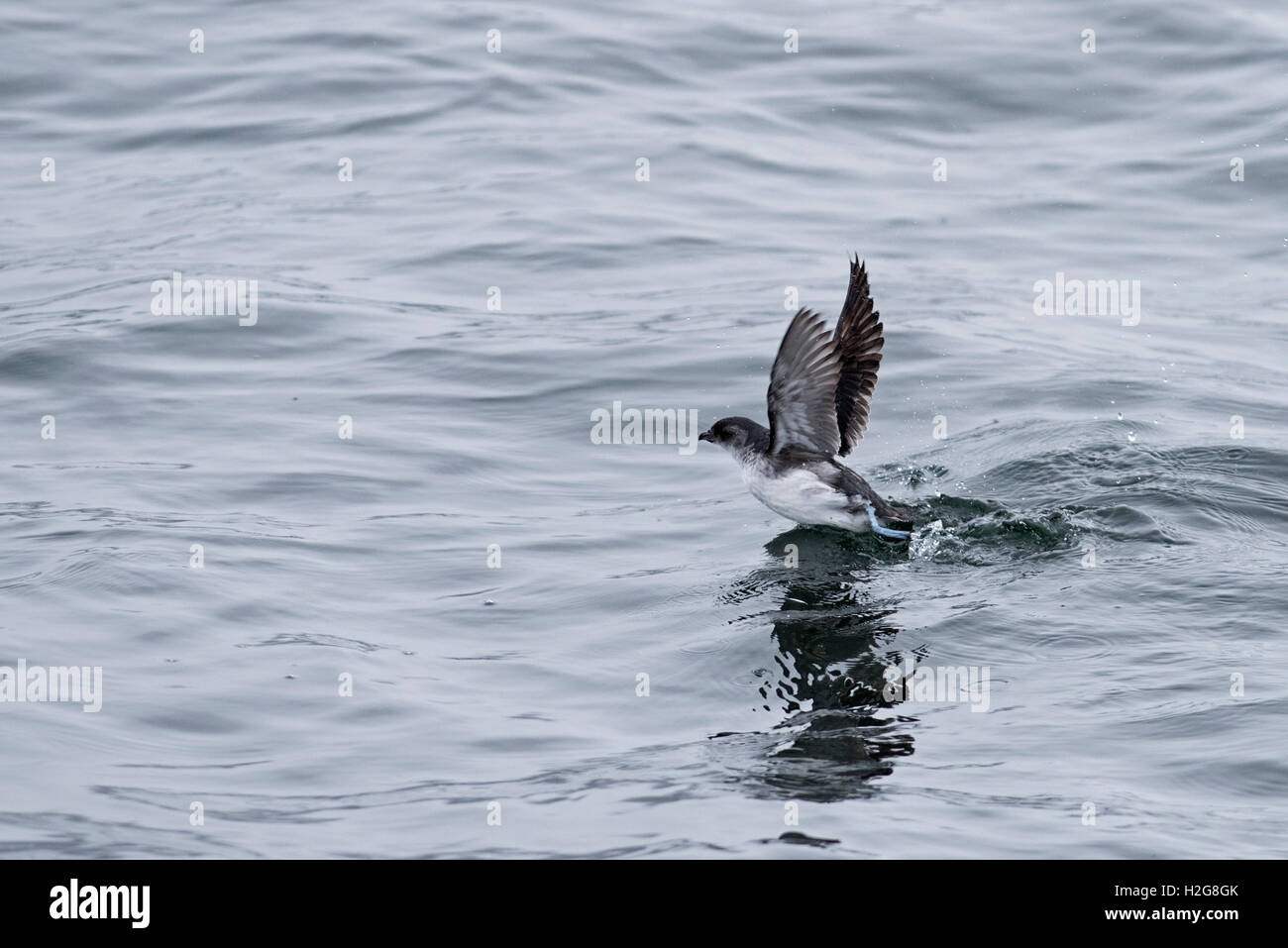 South Georgia Diving Petrel Pelecanoides georgicus off Bird Island ...
