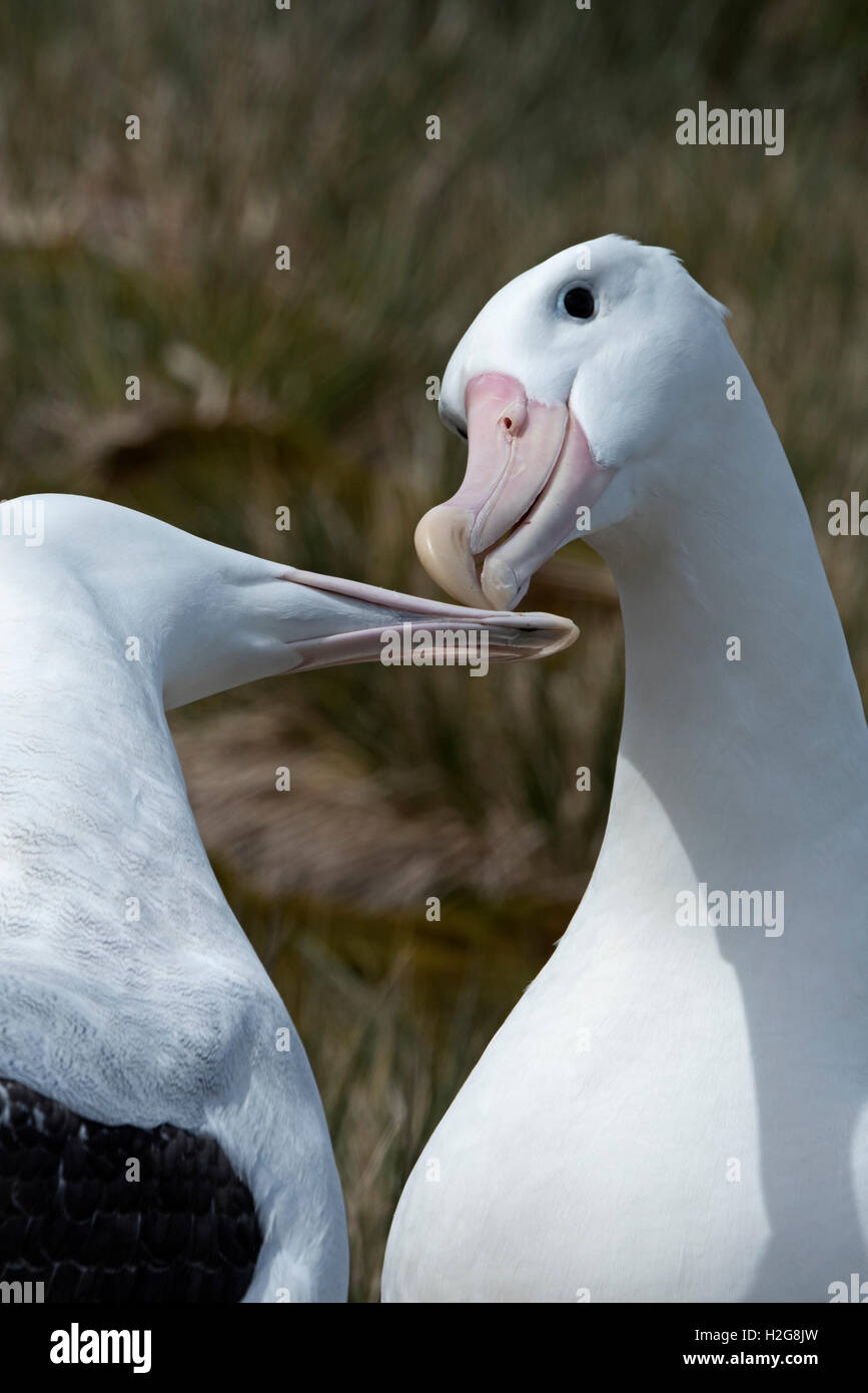 Wandering Albatross Diomeda exulans Albatross Island South Georgia ...