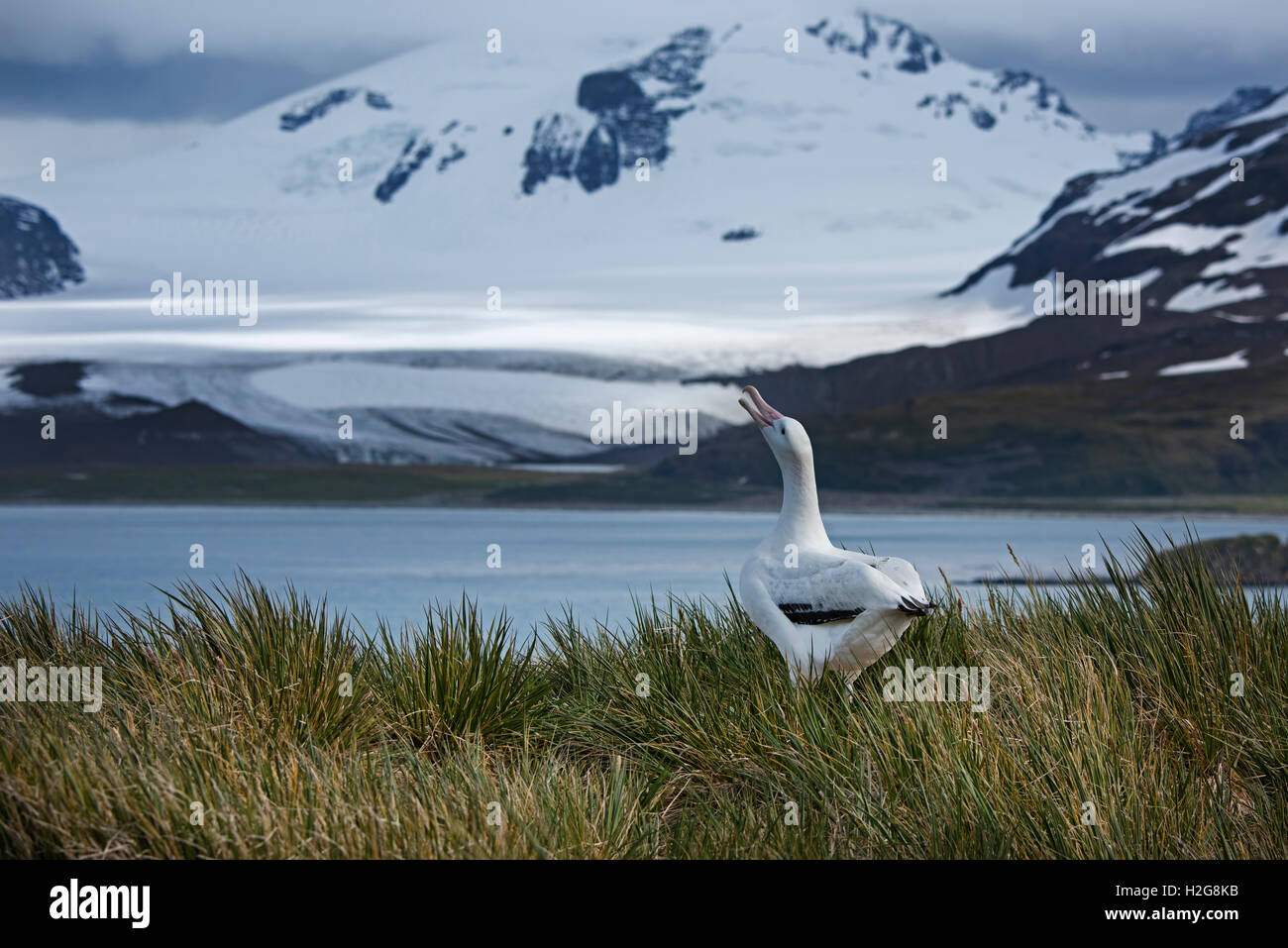 Wandering Albatross Diomeda exulans Albatross Island South Georgia ...