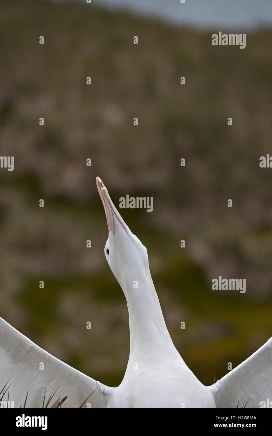 Wandering Albatross Diomeda exulans displaying to bird flying overhead ...