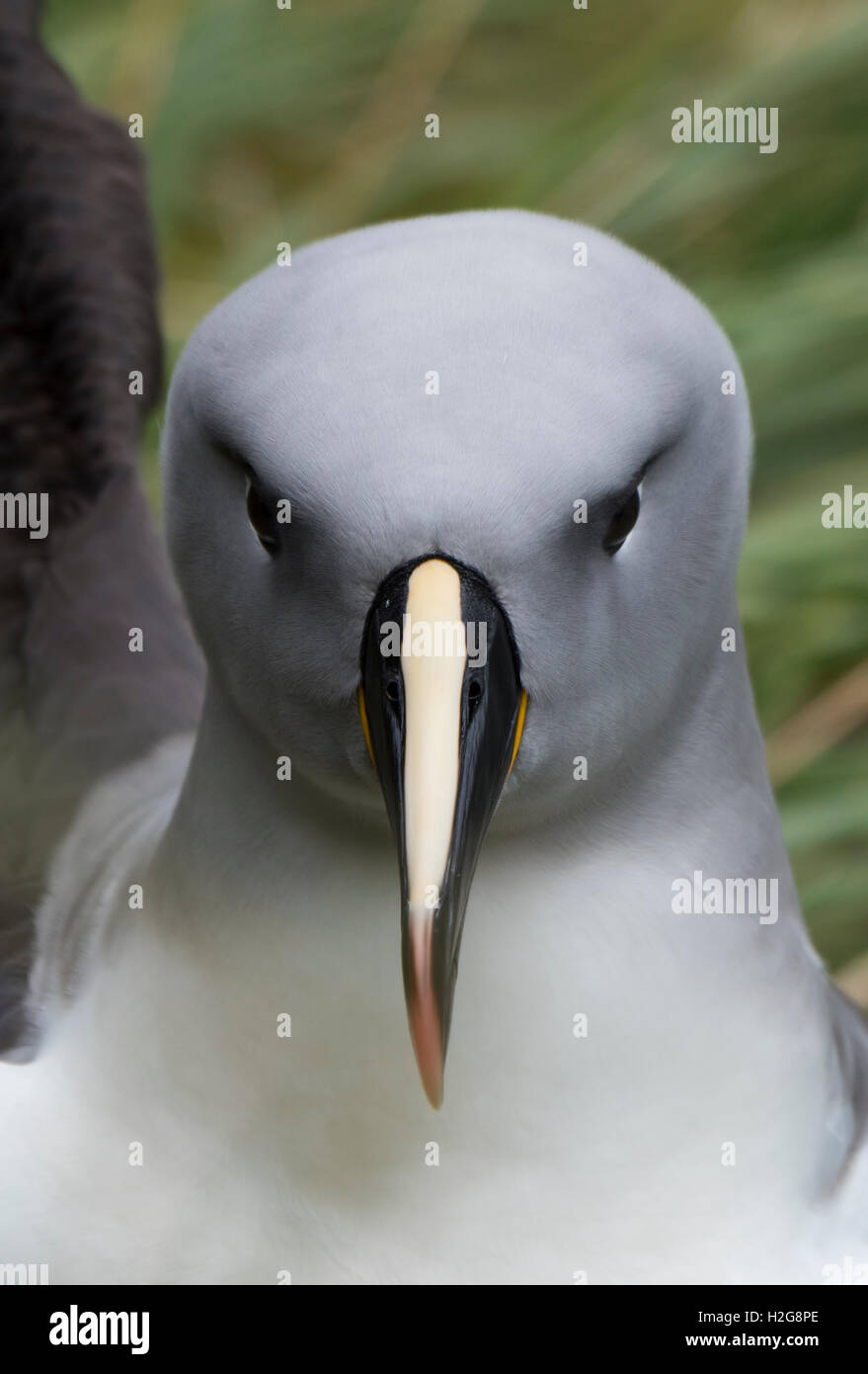 Grey-headed Albatross Thalassarche chrysostoma, Elsehul, South Georgia ...