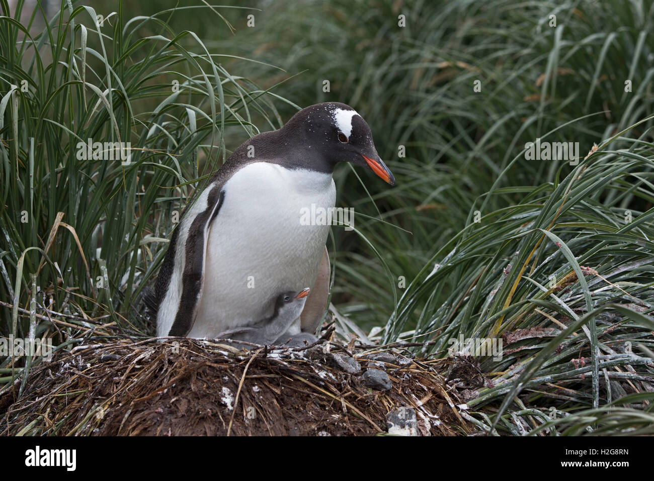 Gentoo Penguin Pygoscelis papua with chick, Holmestrand, South Georgia ...