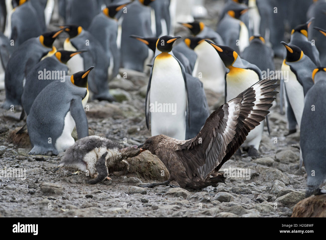 Attacking its prey hi-res stock photography and images - Alamy