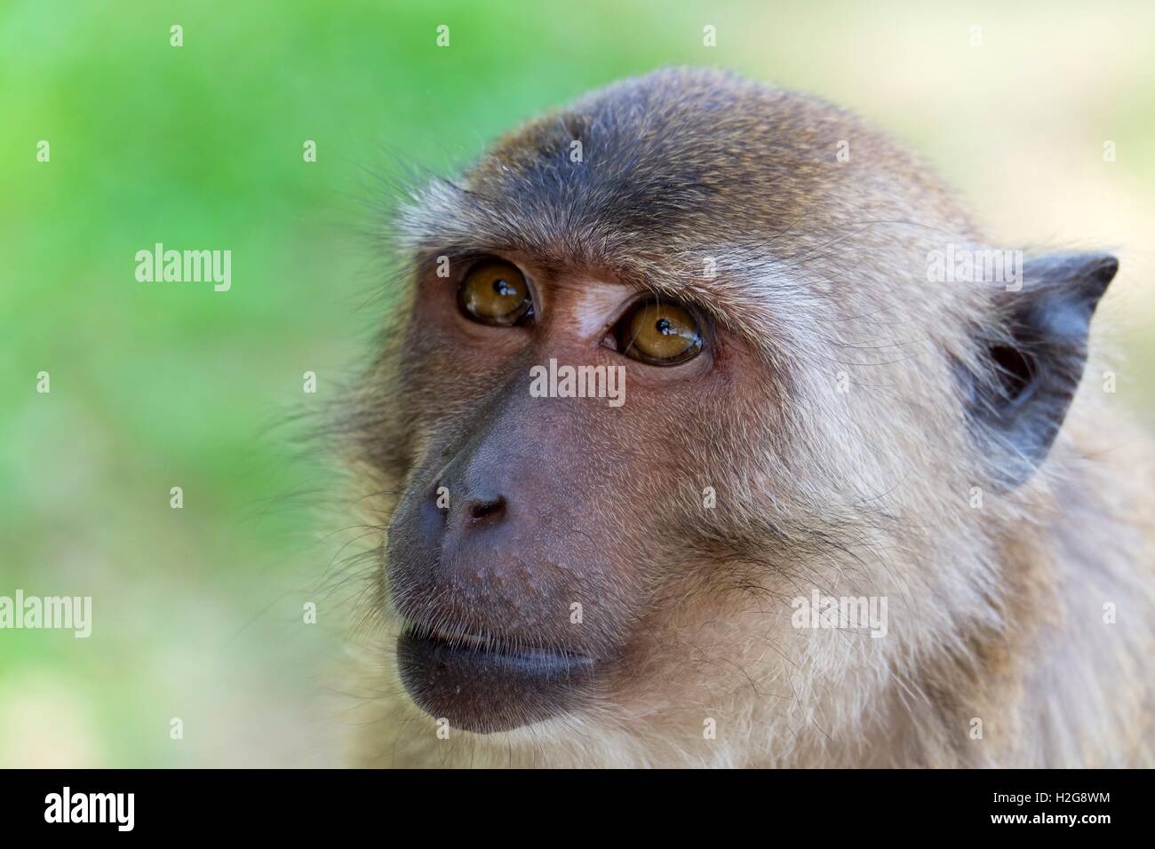 Monkey at temple hi-res stock photography and images - Alamy