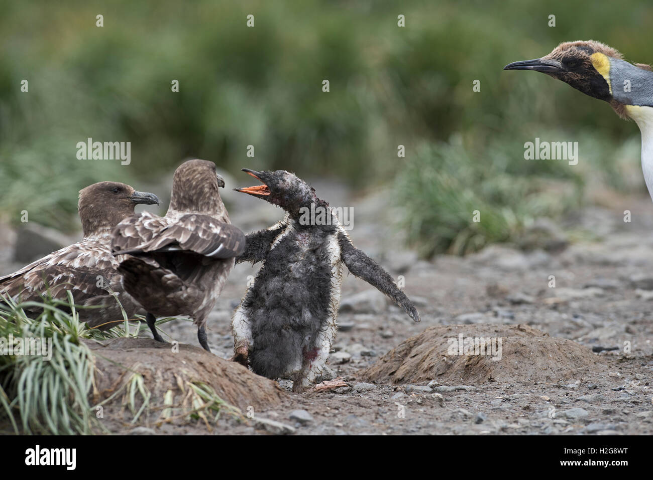 Stercorarius antarcticus bird birds predator prey hi-res stock ...