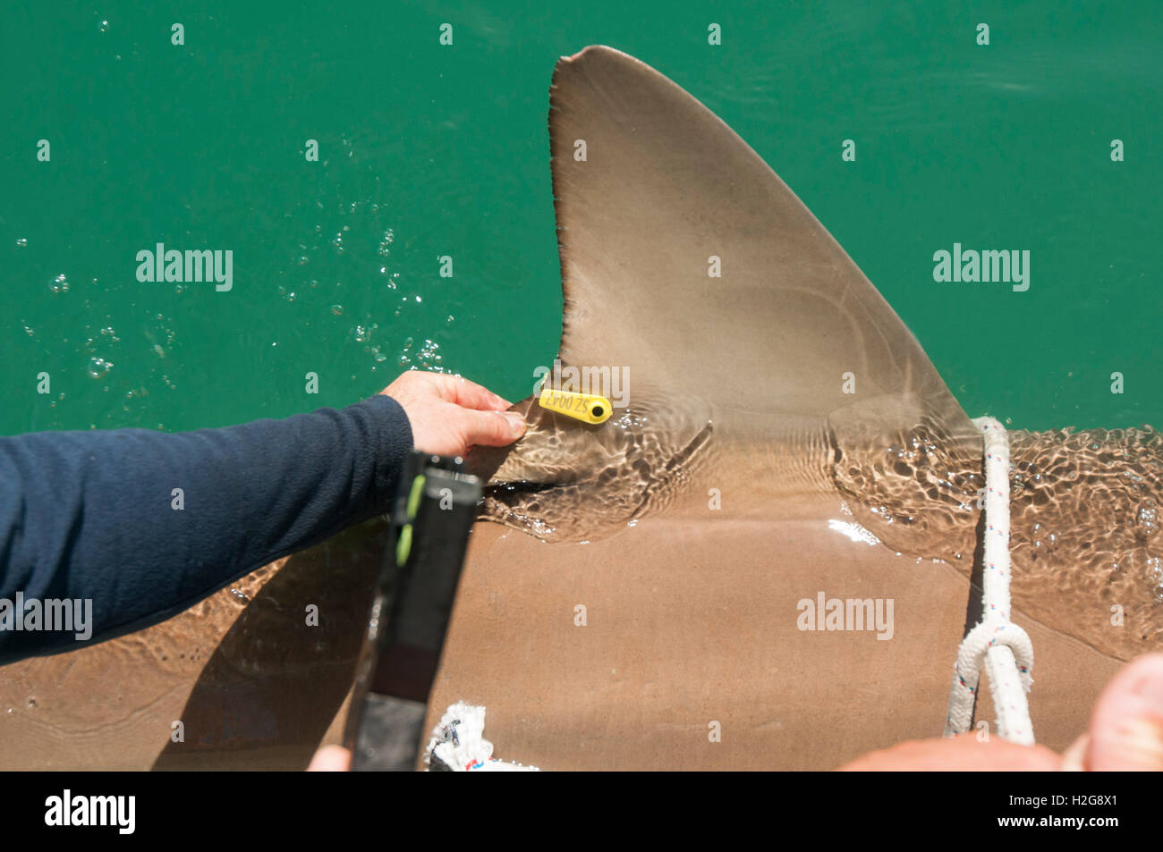 Shark tracking device hi-res stock photography and images - Alamy