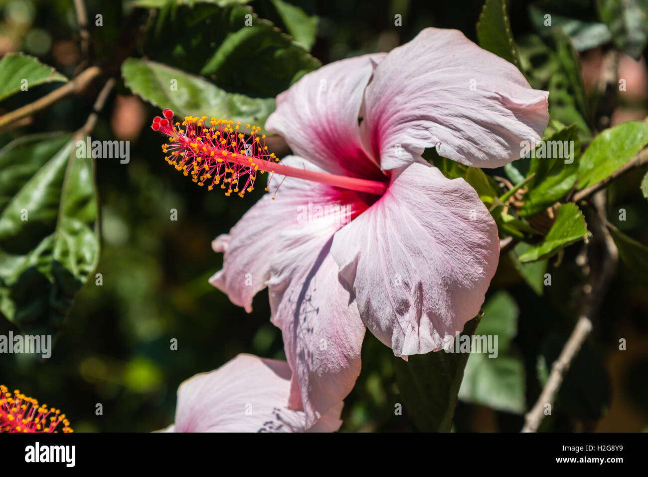 Pink Hibiscus Rosa-Sinensis: Beautiful Flowering Plant Stock Photo - Alamy