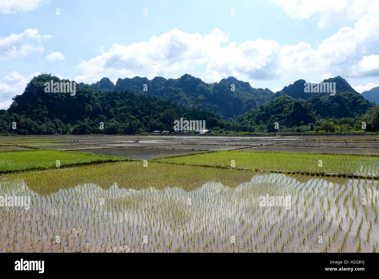 Rice fields in progress - Burma Stock Photo - Alamy