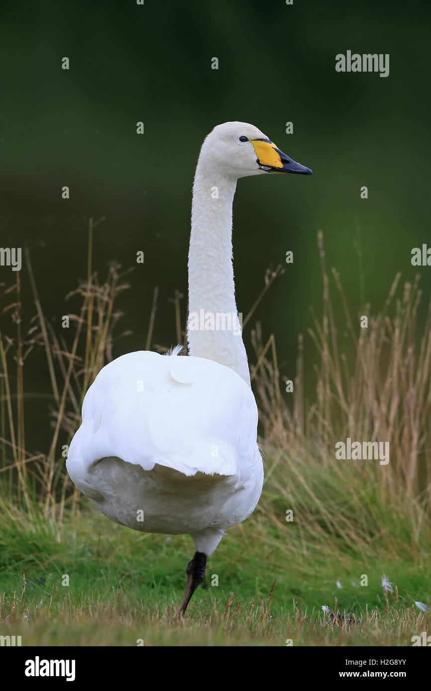 Whooper Swan (Cygnus cygnus Stock Photo - Alamy