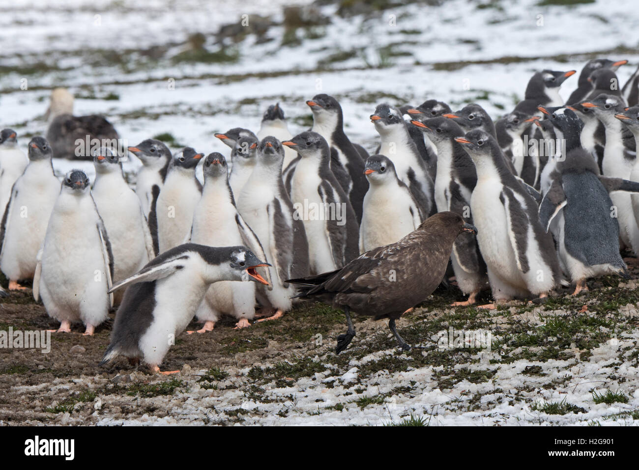 Predator of penguin hi-res stock photography and images - Alamy