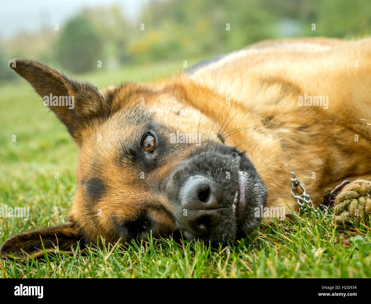 German shepherd lying down in the grass Stock Photo - Alamy