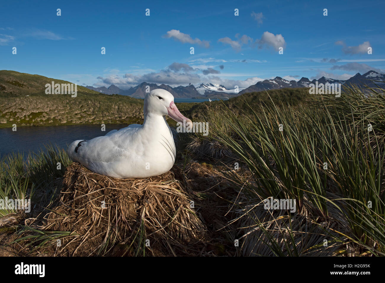 Wandering Albatross Diomeda exulans incubating egg on nest on Albatross ...