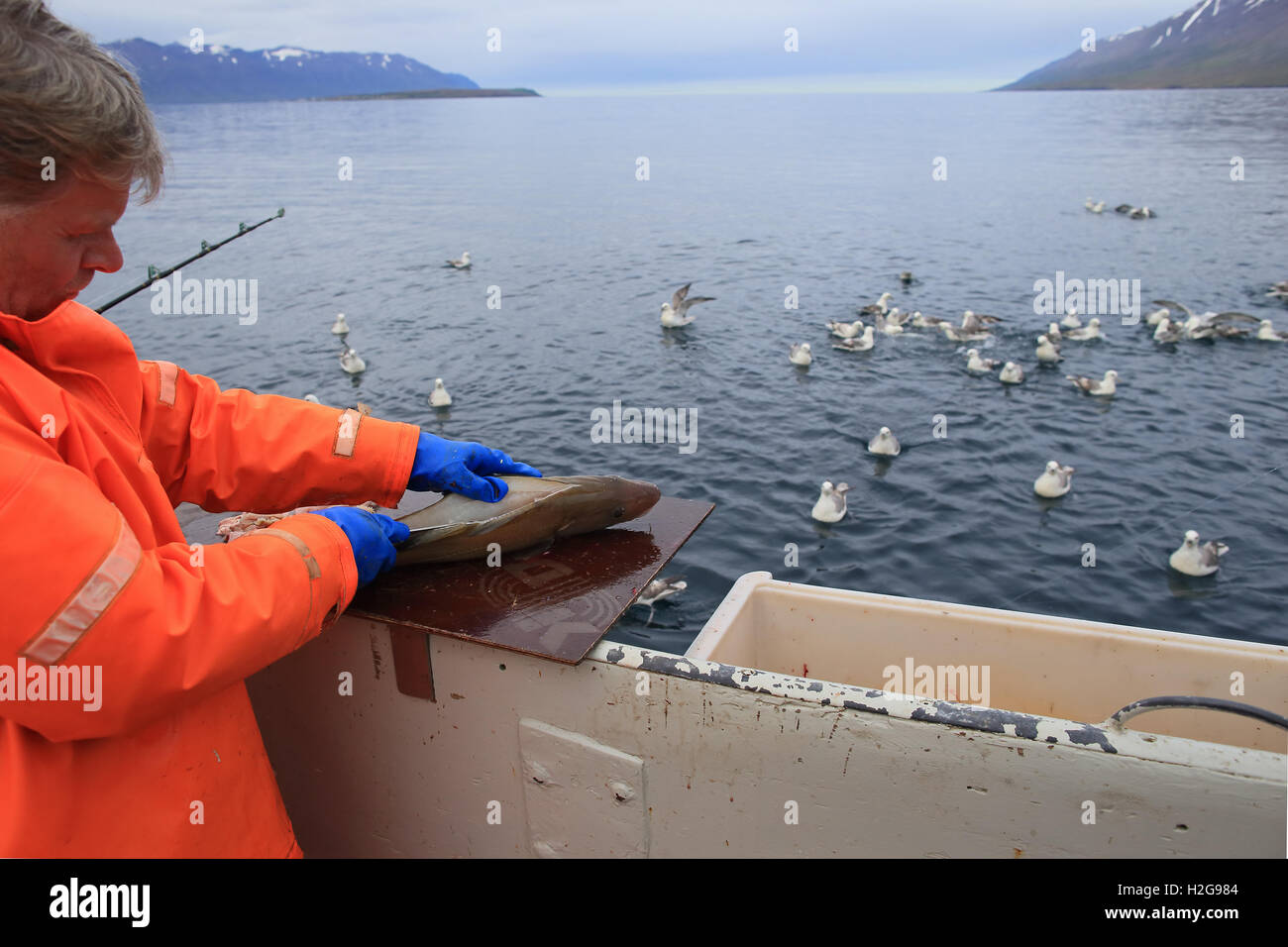 Atlantic Cod (Gadus morhua) fish gutting Stock Photo - Alamy