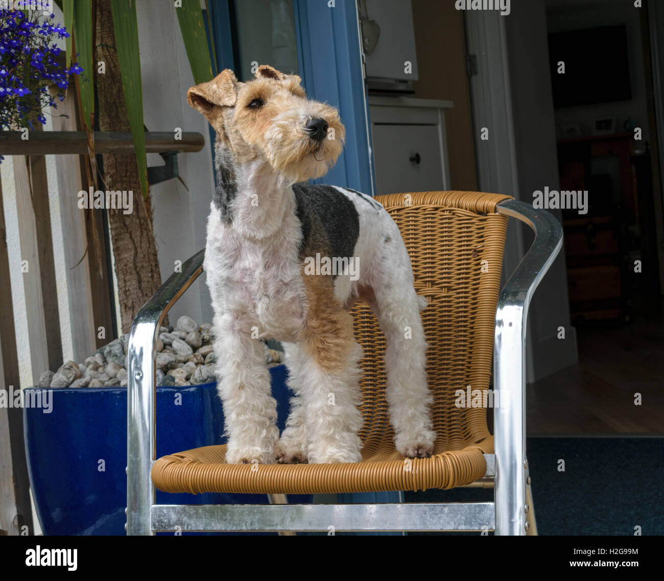 Terriers hi-res stock photography and images - Alamy