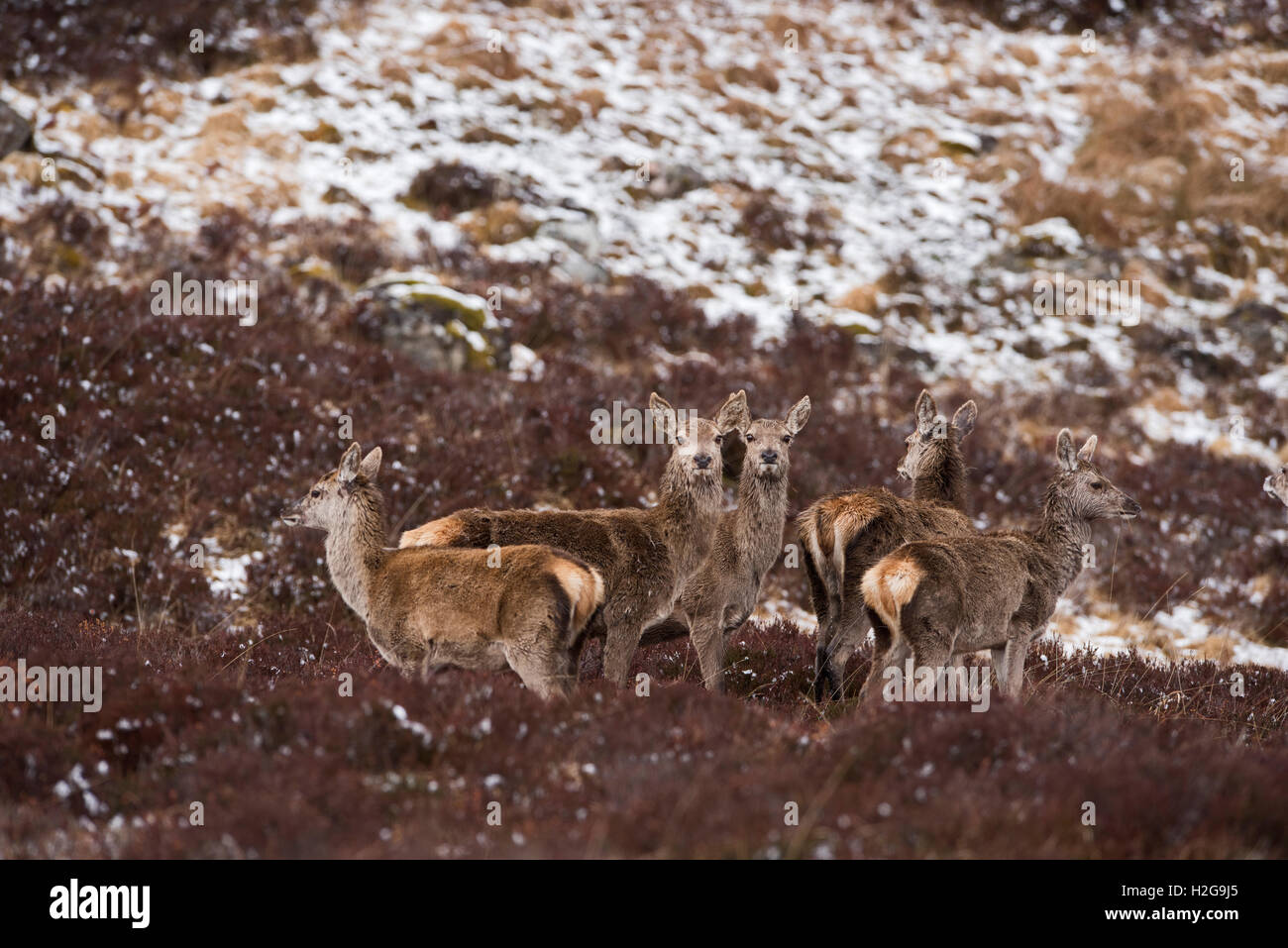 The flows flow country forsinaird scotland hi-res stock photography and ...
