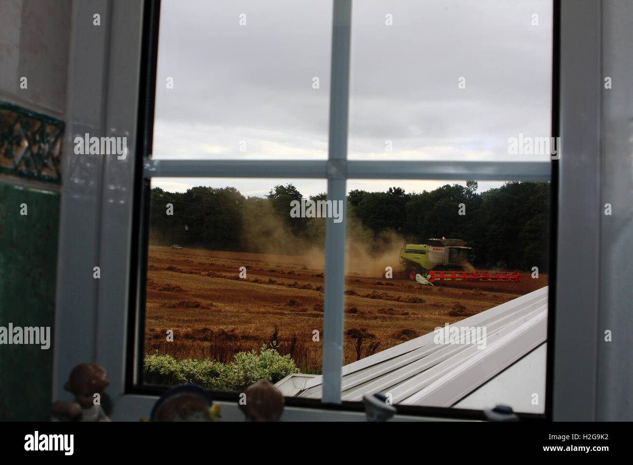 A Claas combine harvester harvesting a linseed oil crop in Kent ...