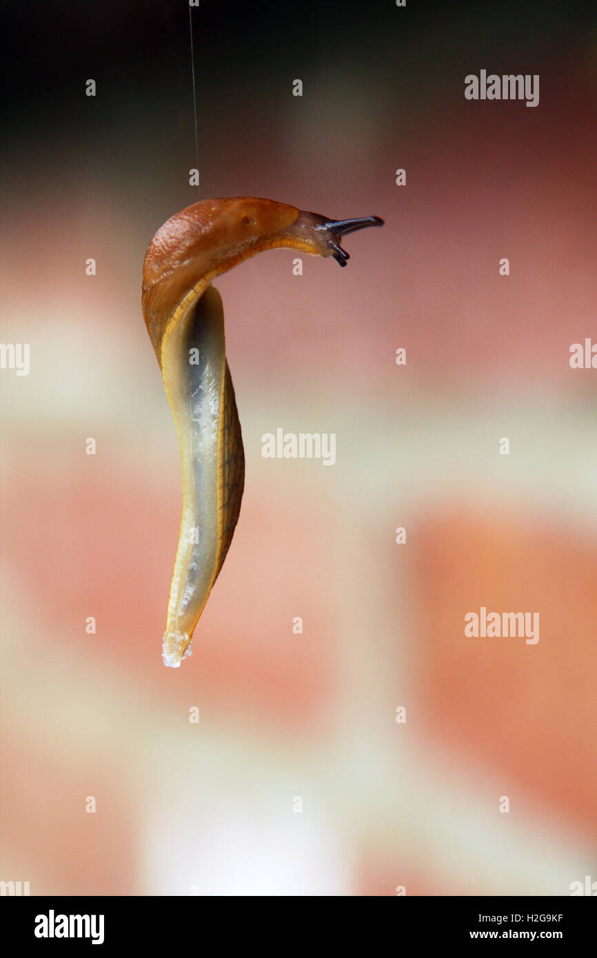 A slug hanging (upside down) from its mucus thread next to a brick wall ...