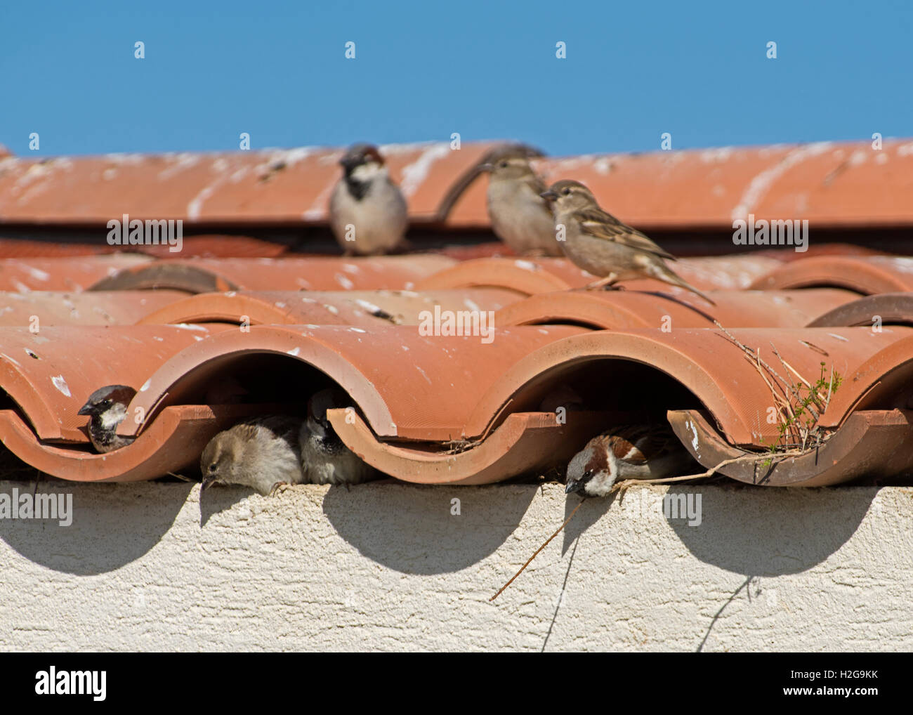 House Sparrows Passer domesticus nesting in pantiled roof Provence ...
