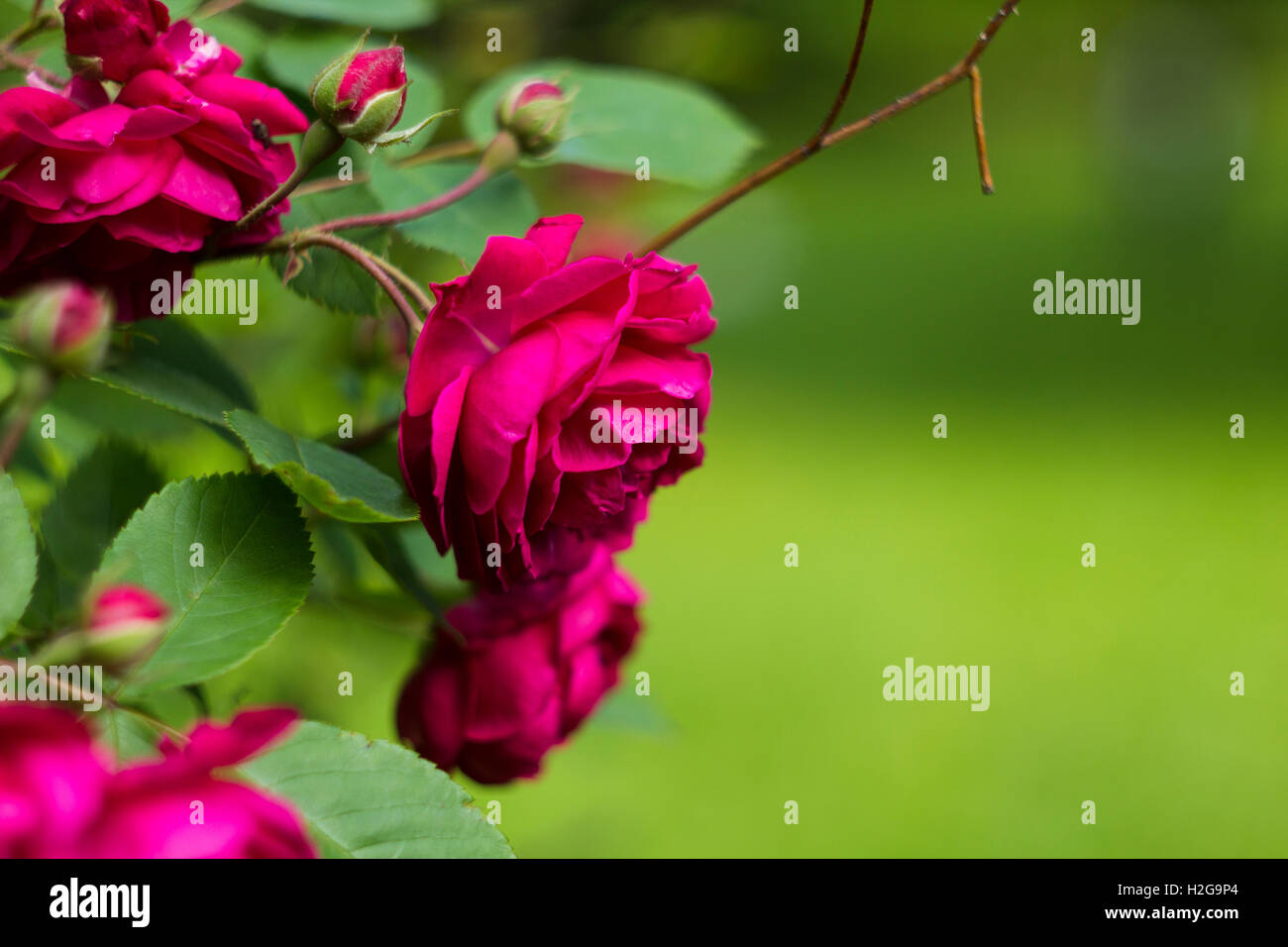 Shrub roses pink. Pink flowers in garden Stock Photo - Alamy