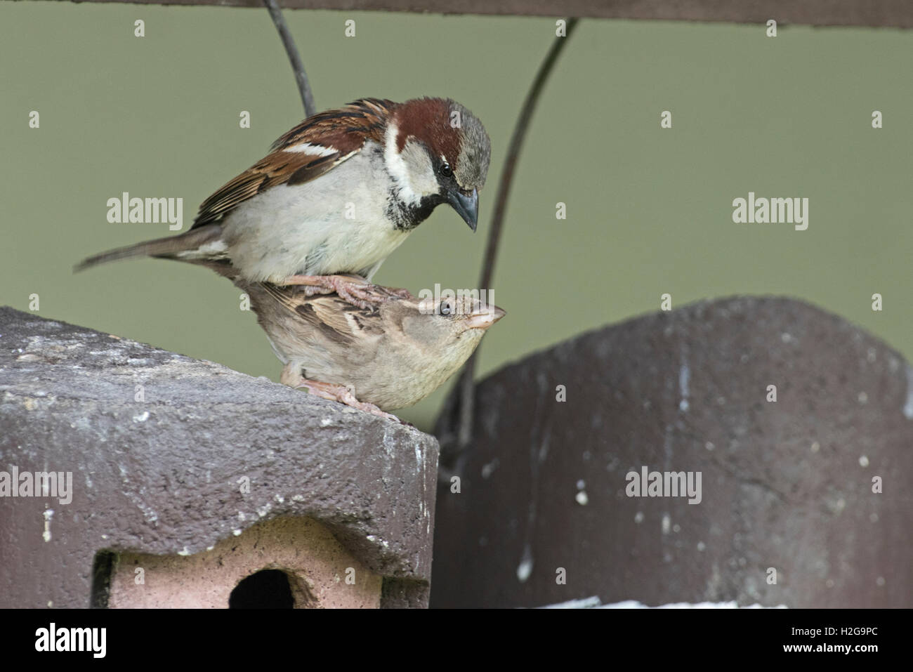 House sparrow mating hi-res stock photography and images - Alamy
