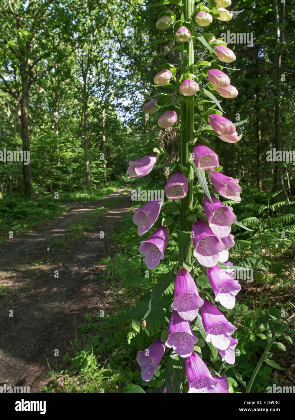 Wild foxglove hi-res stock photography and images - Alamy