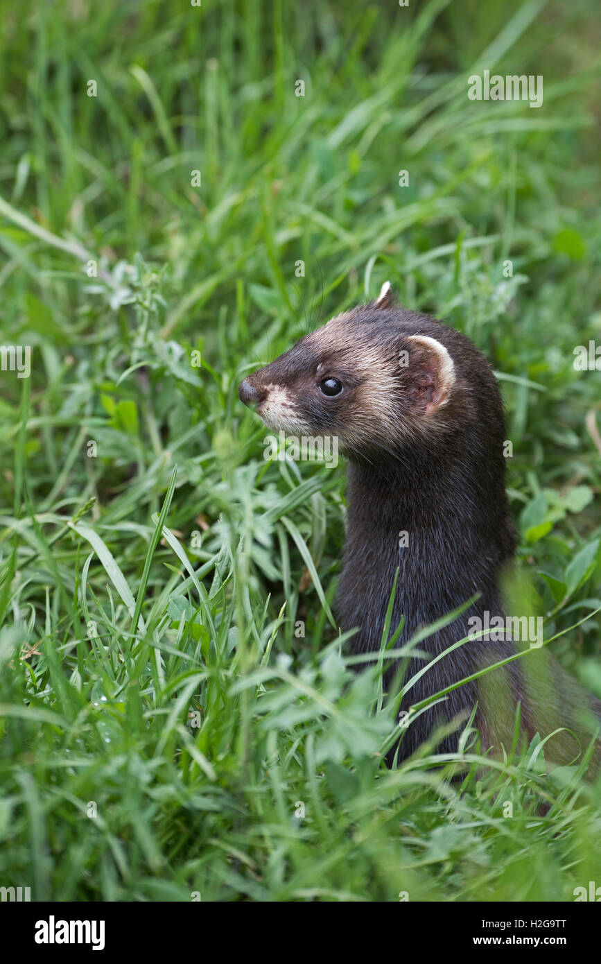 Polecat animal hi-res stock photography and images - Alamy