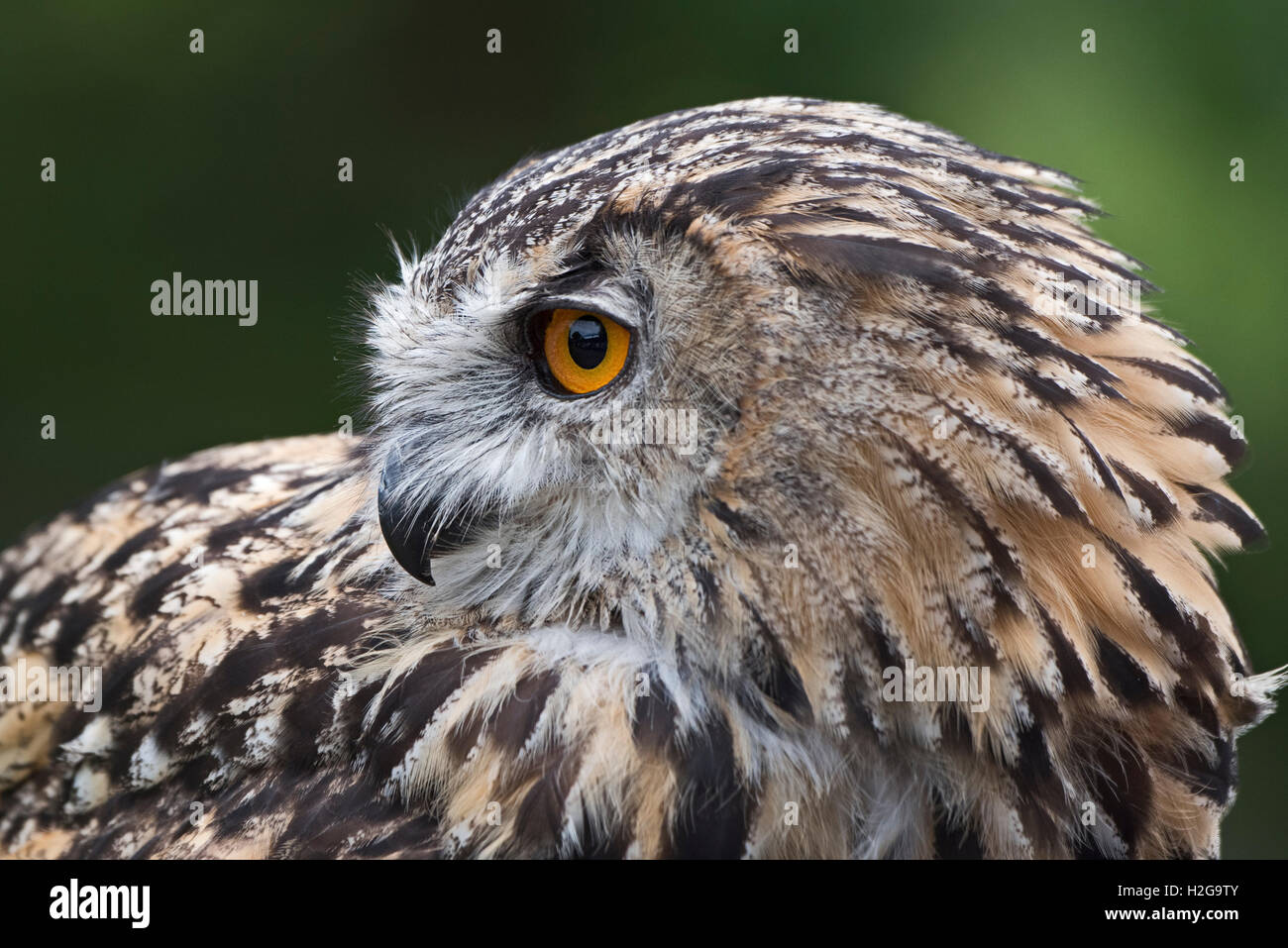 Eurasian eagle owl bubo bubo captive hi-res stock photography and ...