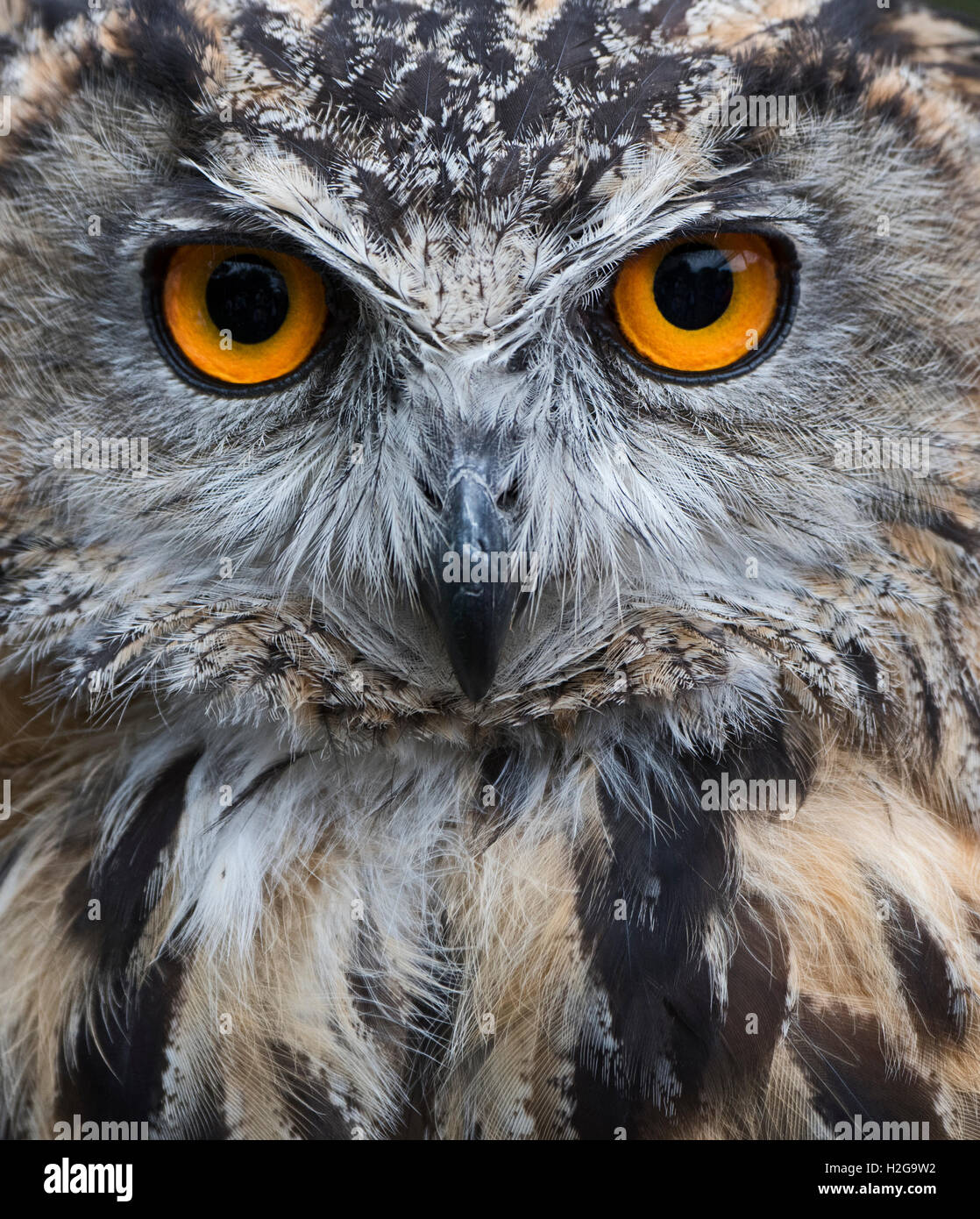 Bubo bubo hi-res stock photography and images - Alamy