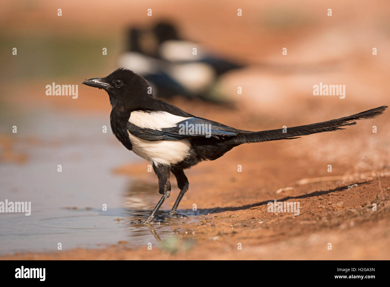 Pica pica bird hi-res stock photography and images - Alamy