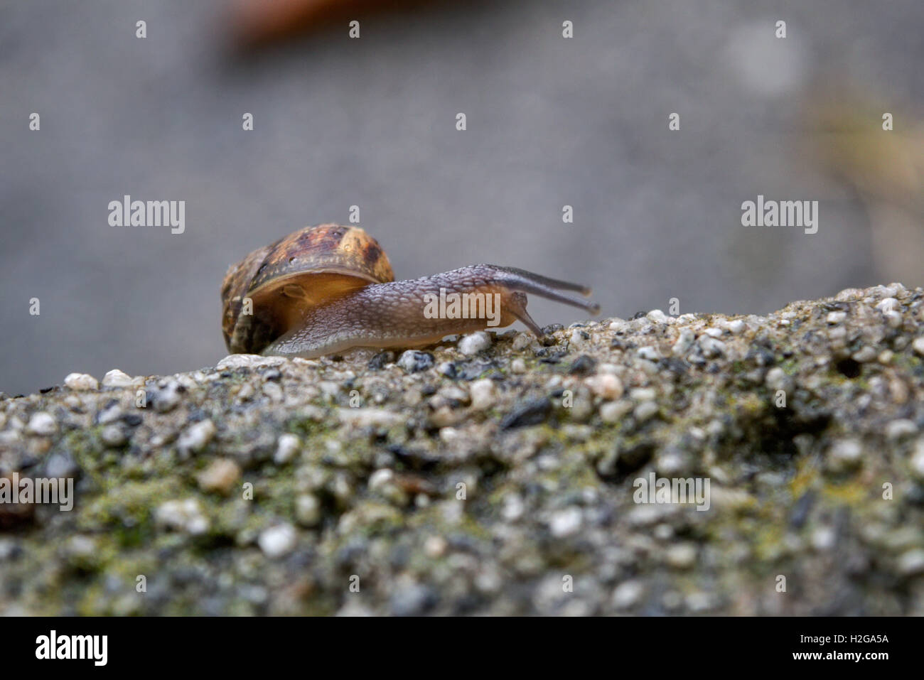 Newborn snail hi-res stock photography and images - Alamy