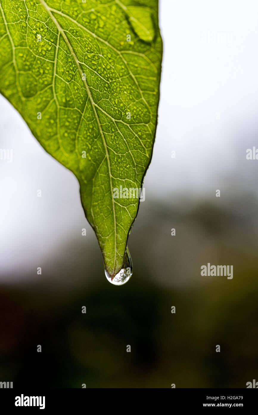 A rain drop just about to fall off of a leaf Stock Photo - Alamy